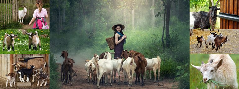Goat Stewardship: Ethical, Humane, Conscientious Goat Raising/Husbandry